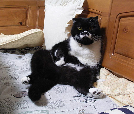 Top Cat competition: cutest cat winners - in pictures