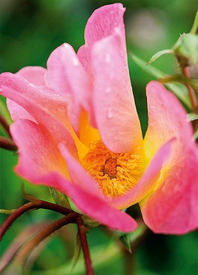 Growing roses: the best varieties - in pictures