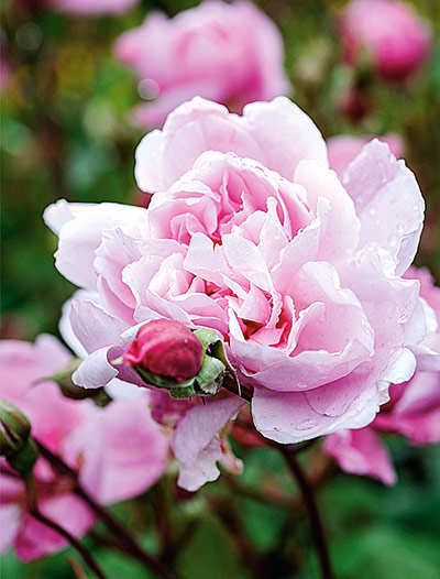 Growing roses: the best varieties - in pictures