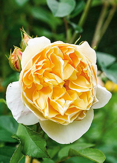 Growing roses: the best varieties - in pictures