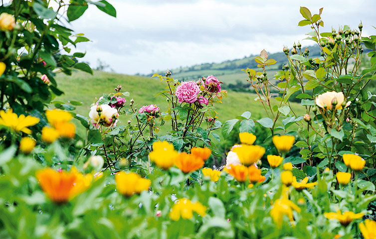 Growing roses: the best varieties - in pictures