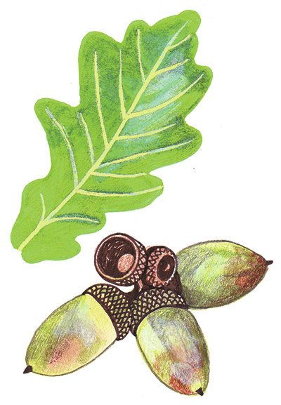 A spotter's guide to broad-leaved trees